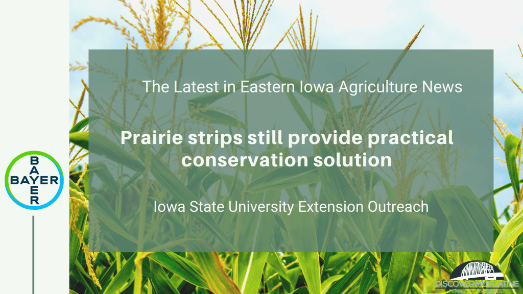 Prairie strips still provide practical conservation solution | Discover ...