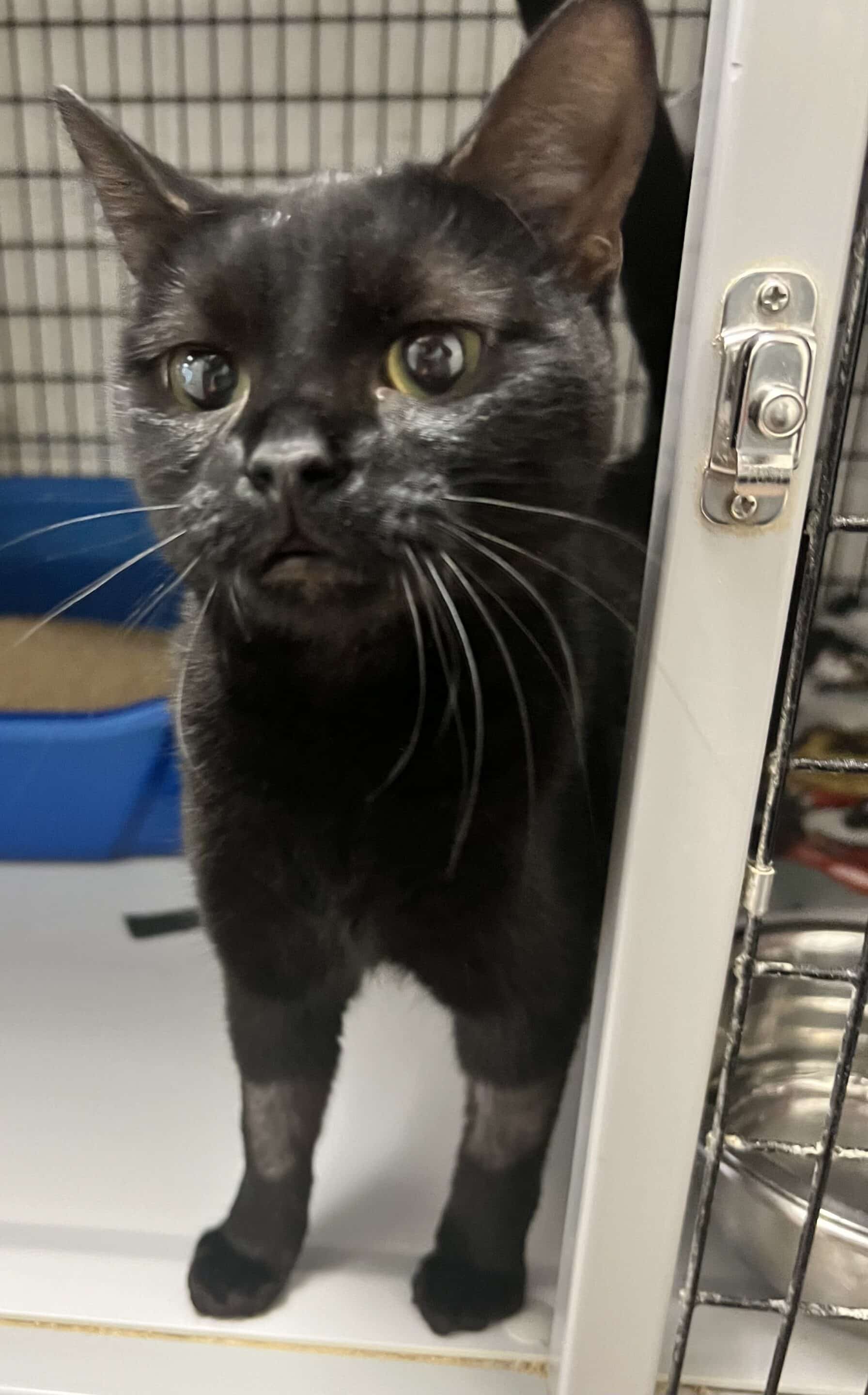 Calista | Pets in Muscatine, IA